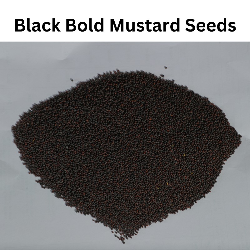 MNG INTERNATIONAL INC.